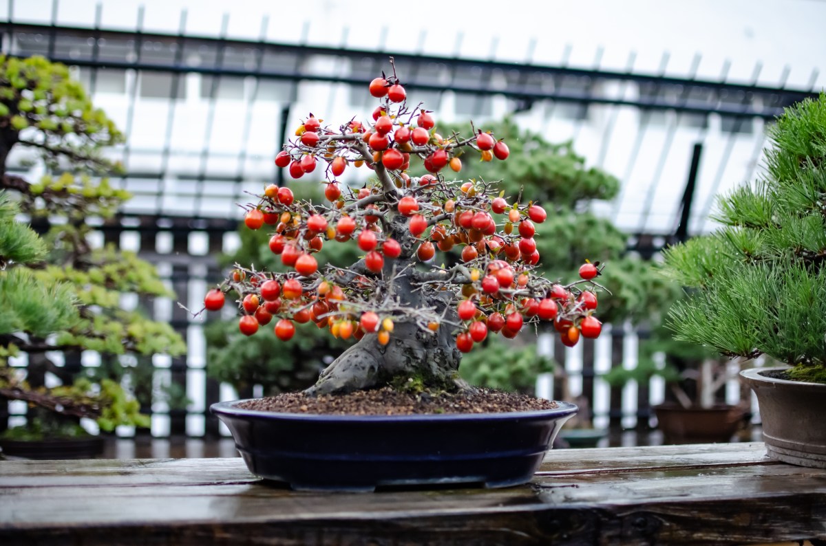 Methods to ensure fruiting of Persimmon Bonsai – Bonsai Harmony